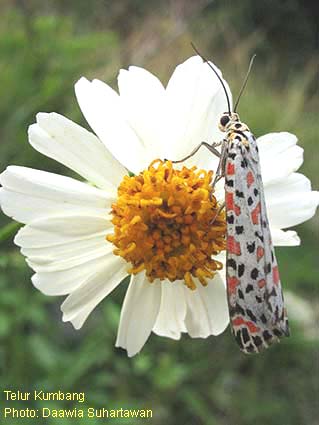Papua Insects Foundation (Lepidoptera/Erebidae/Arctiinae/Utetheisa lotrix)